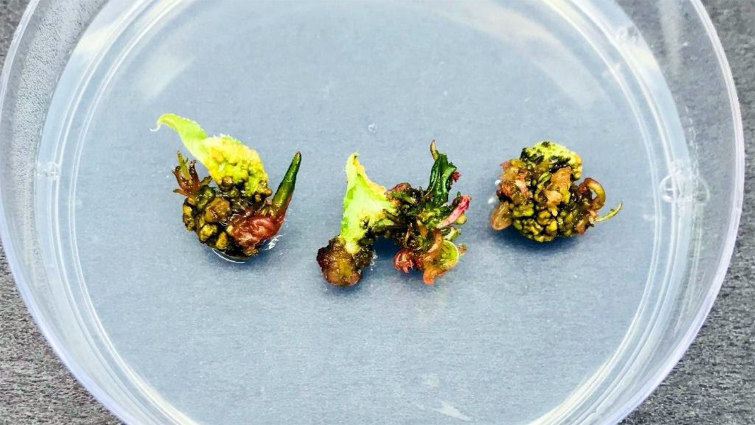 Plant Transformation Lab